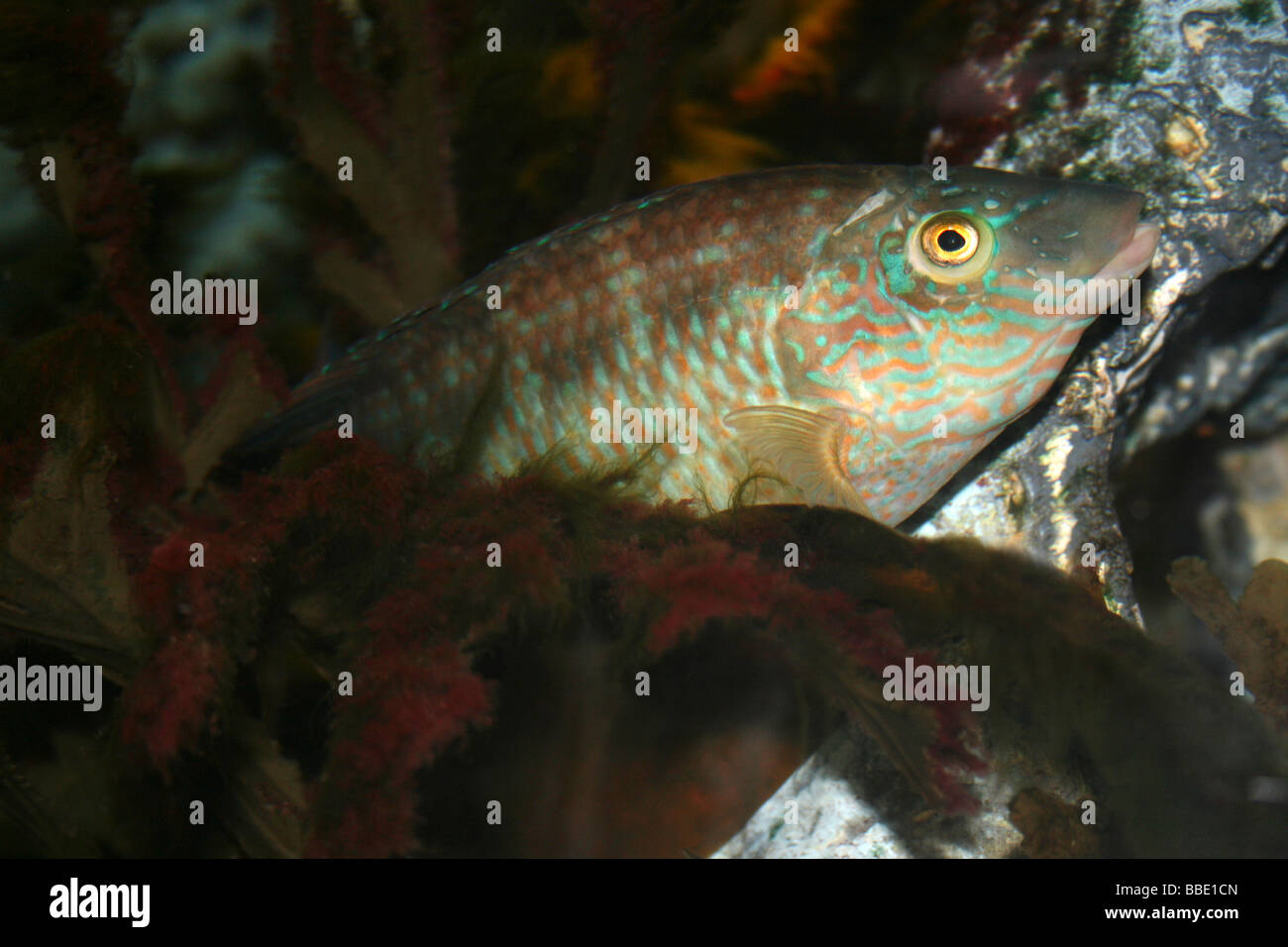 Corkwing Wrasse Symphodus (Crenilabrus) melops Peering Out Of Rock ...