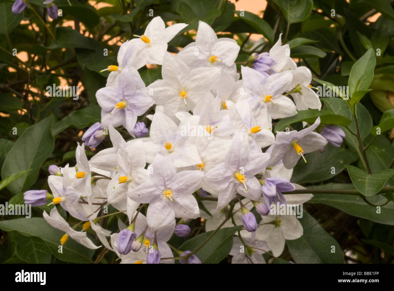 Flower of Night Jasmine Solanum jasminoides, Solanaceae, Brazil Stock ...