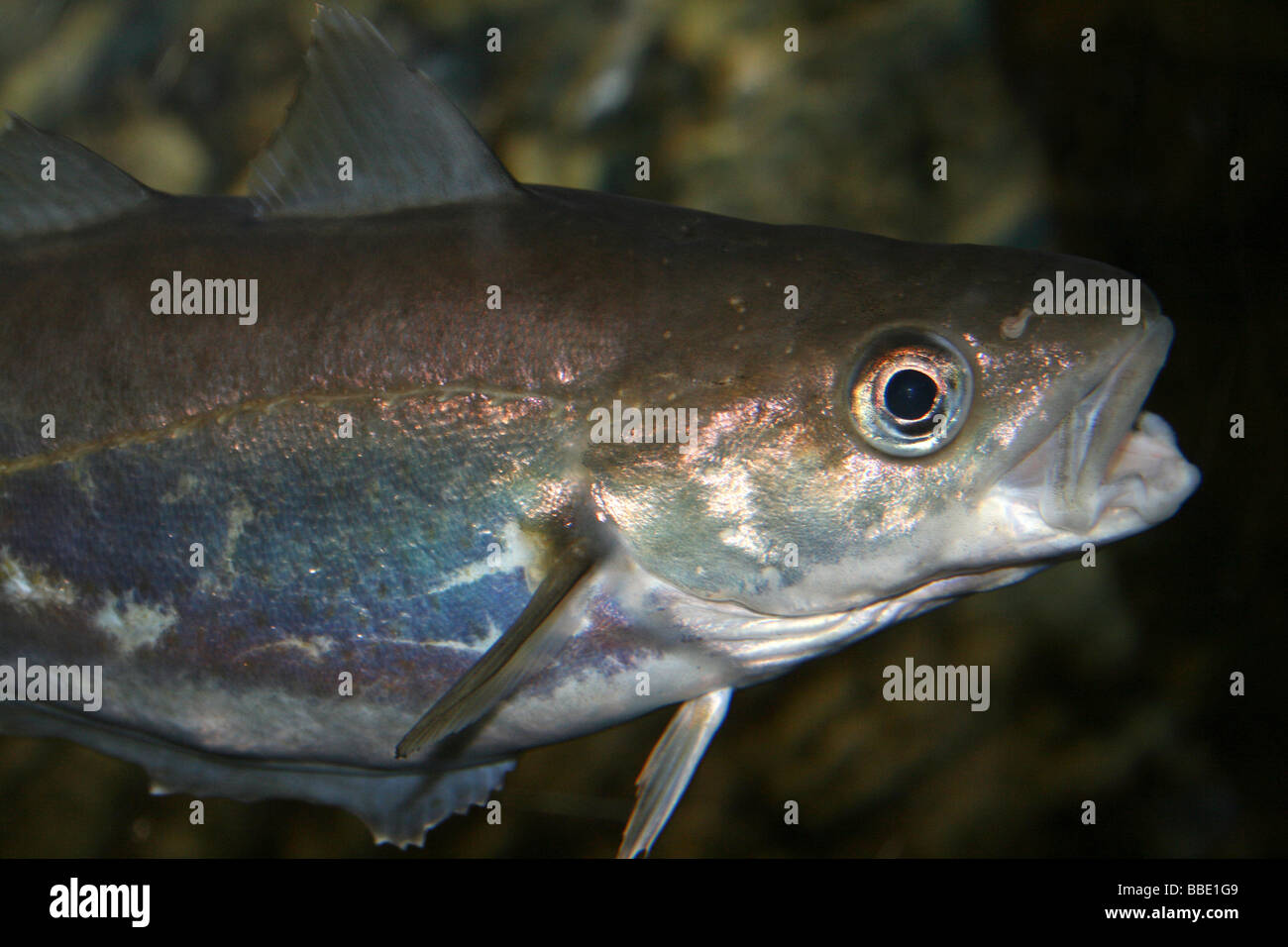 Cod fish head hi-res stock photography and images - Alamy