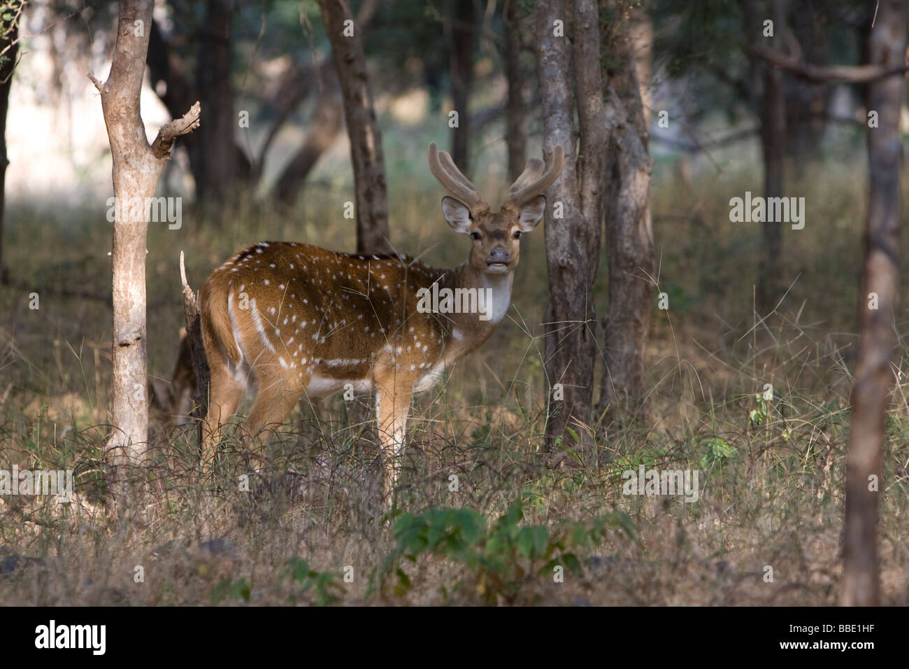Spotted Deer Axis axis buck in shaded forest , Rhanthambore, Rajasthan ...