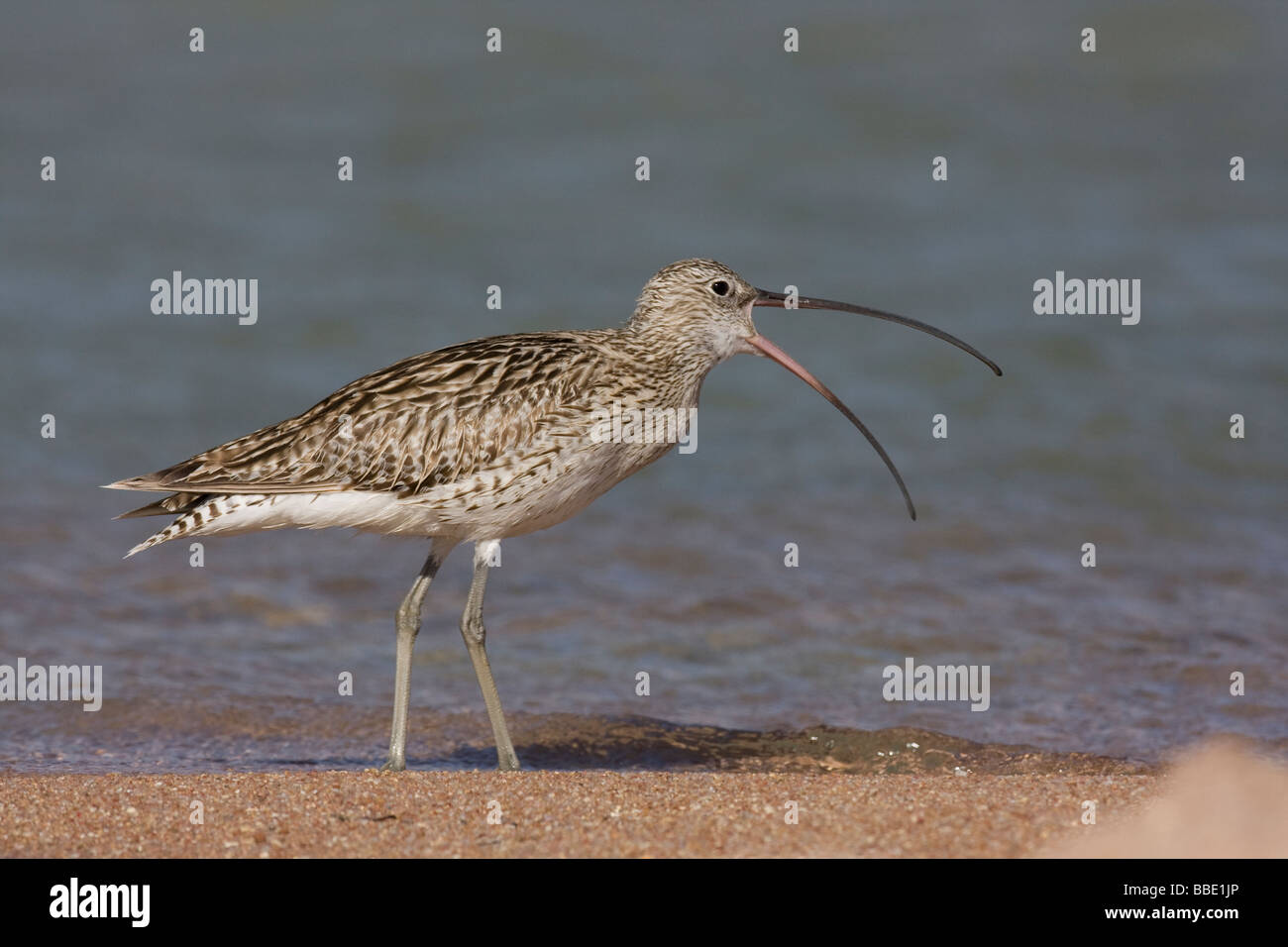 Eurasian Curlew Numenius arquata standing in shallow water on beach ...