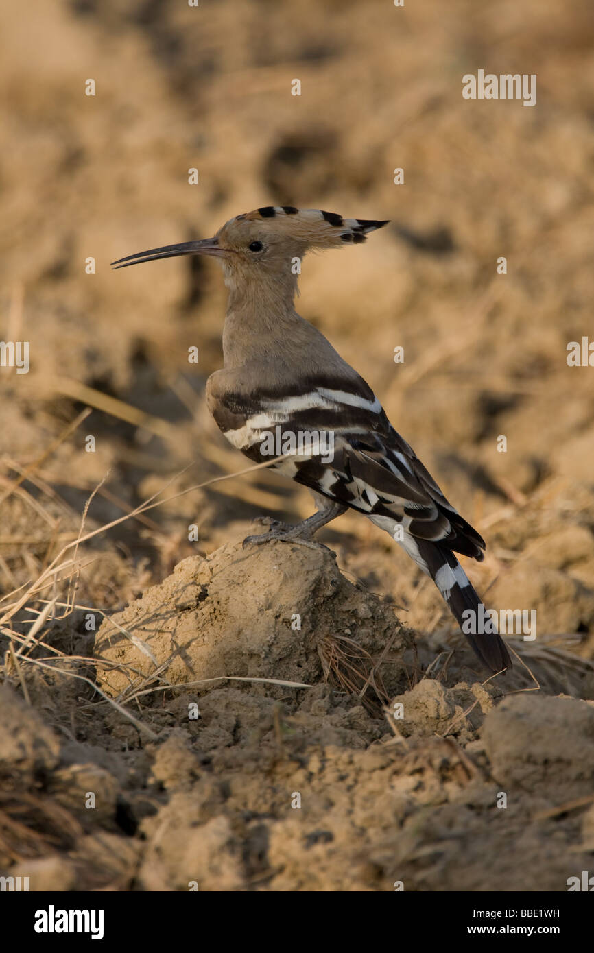 Hoopoe Upopa epops sitting in shade of tree on dry cracked ground ...
