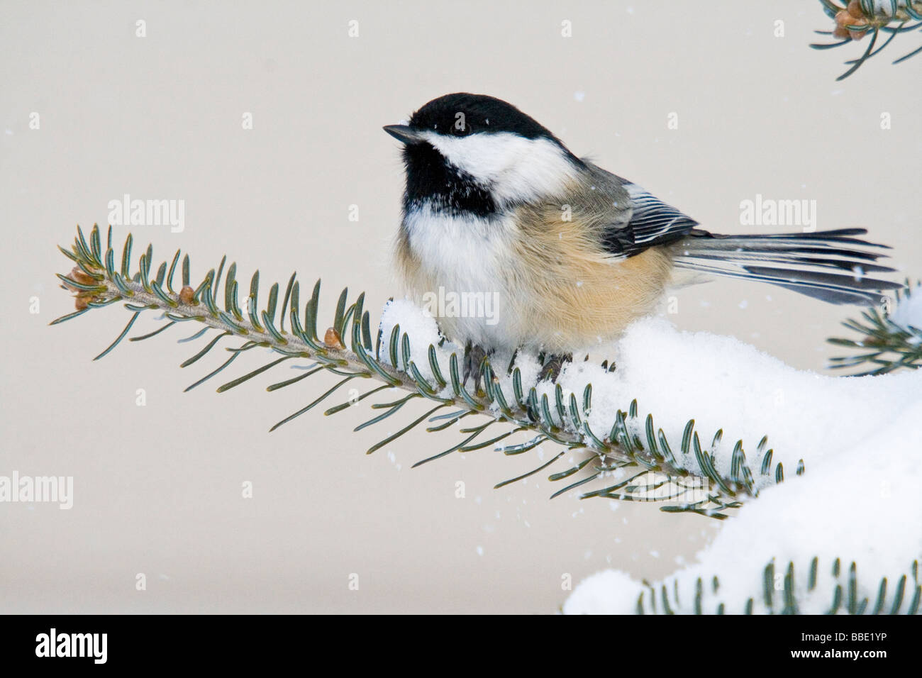 Chickadee snow hi-res stock photography and images - Alamy
