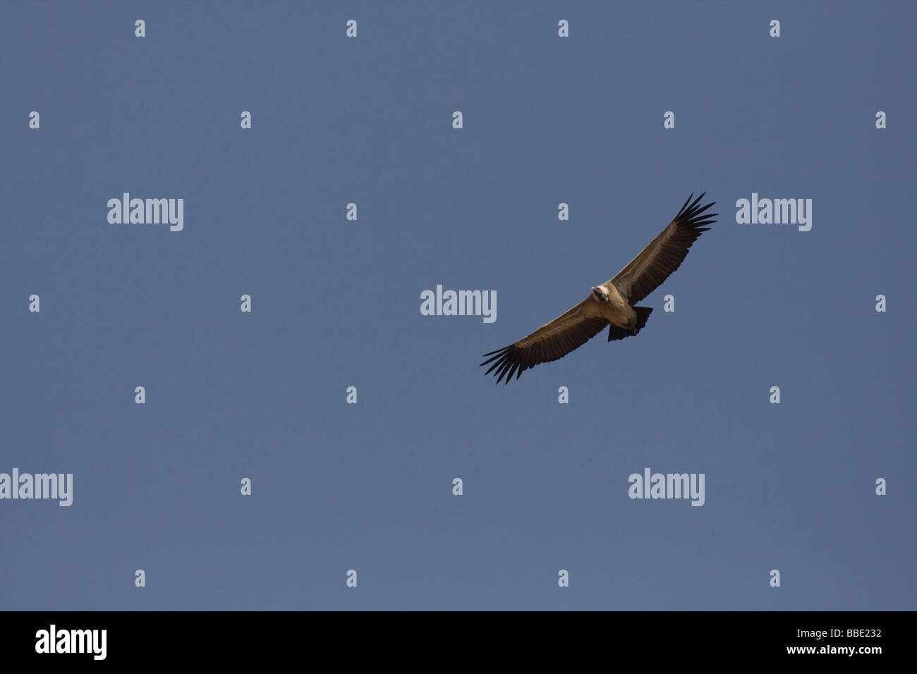 Indian vulture hi-res stock photography and images - Alamy