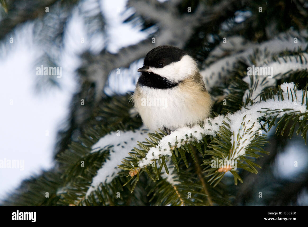 Black-capped chickadee in winter Stock Photo - Alamy
