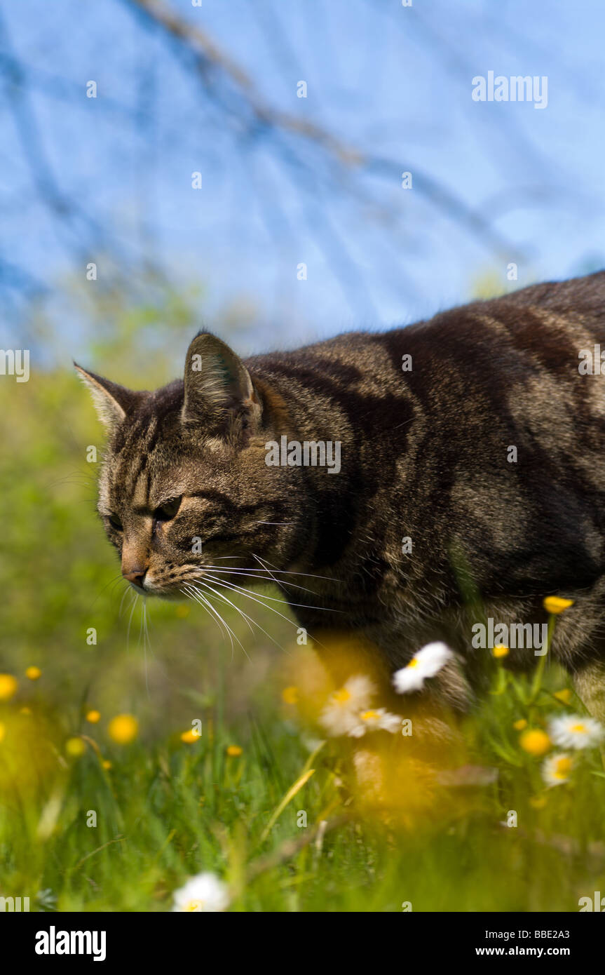 cat sneak in the green grass Stock Photo - Alamy