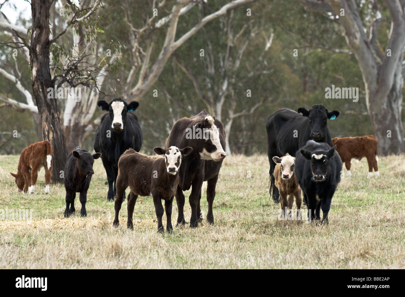 Australia farm cow hi-res stock photography and images - Alamy