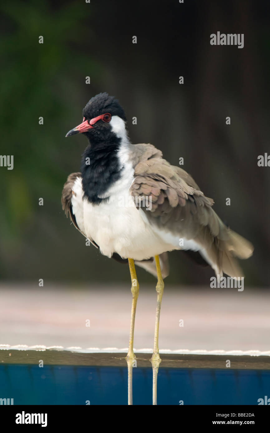 Red wattled lapwing india hi-res stock photography and images - Alamy