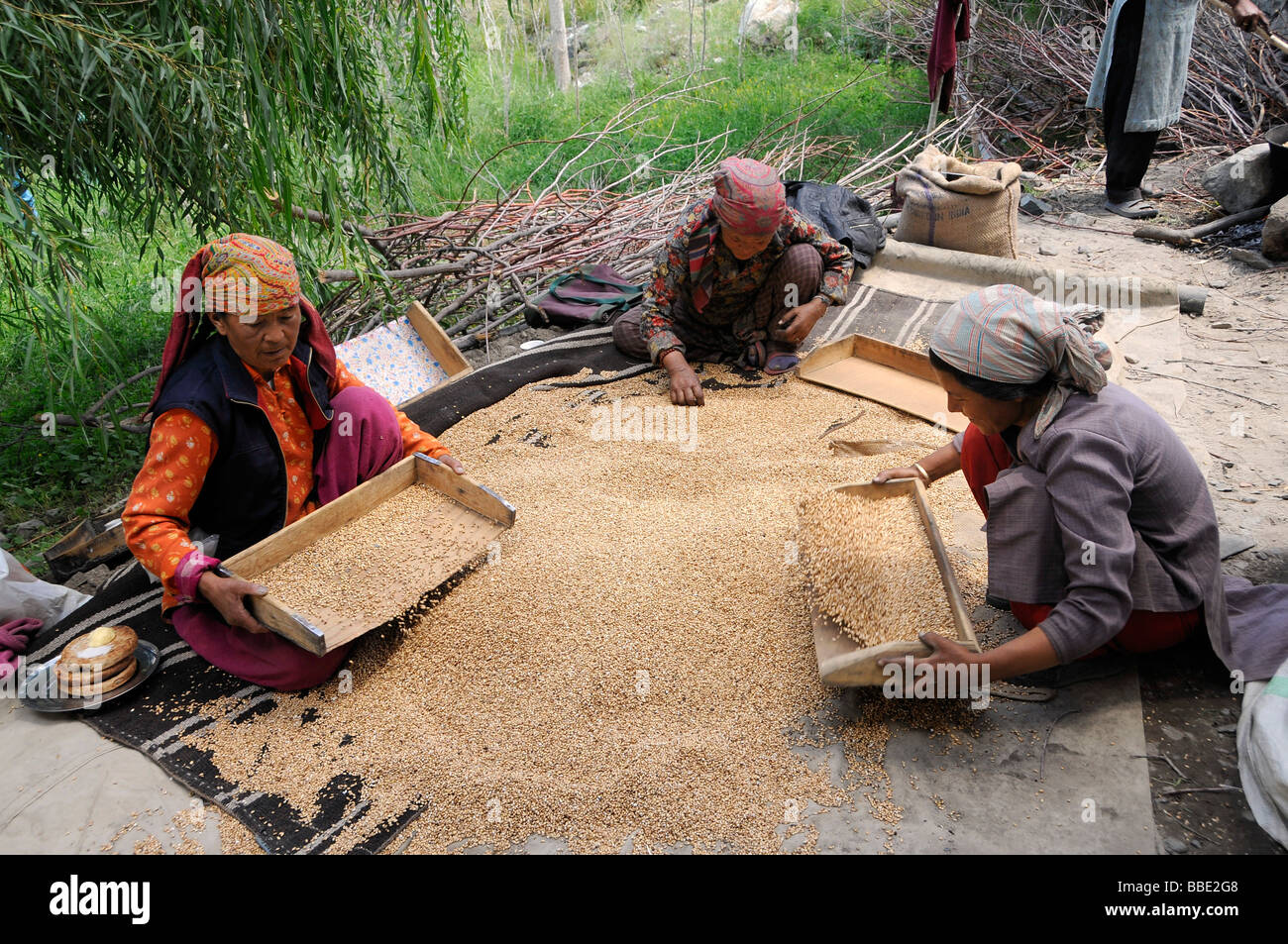Barley is separated from chaff and dirt, oasis village Diskit, Nubra ...