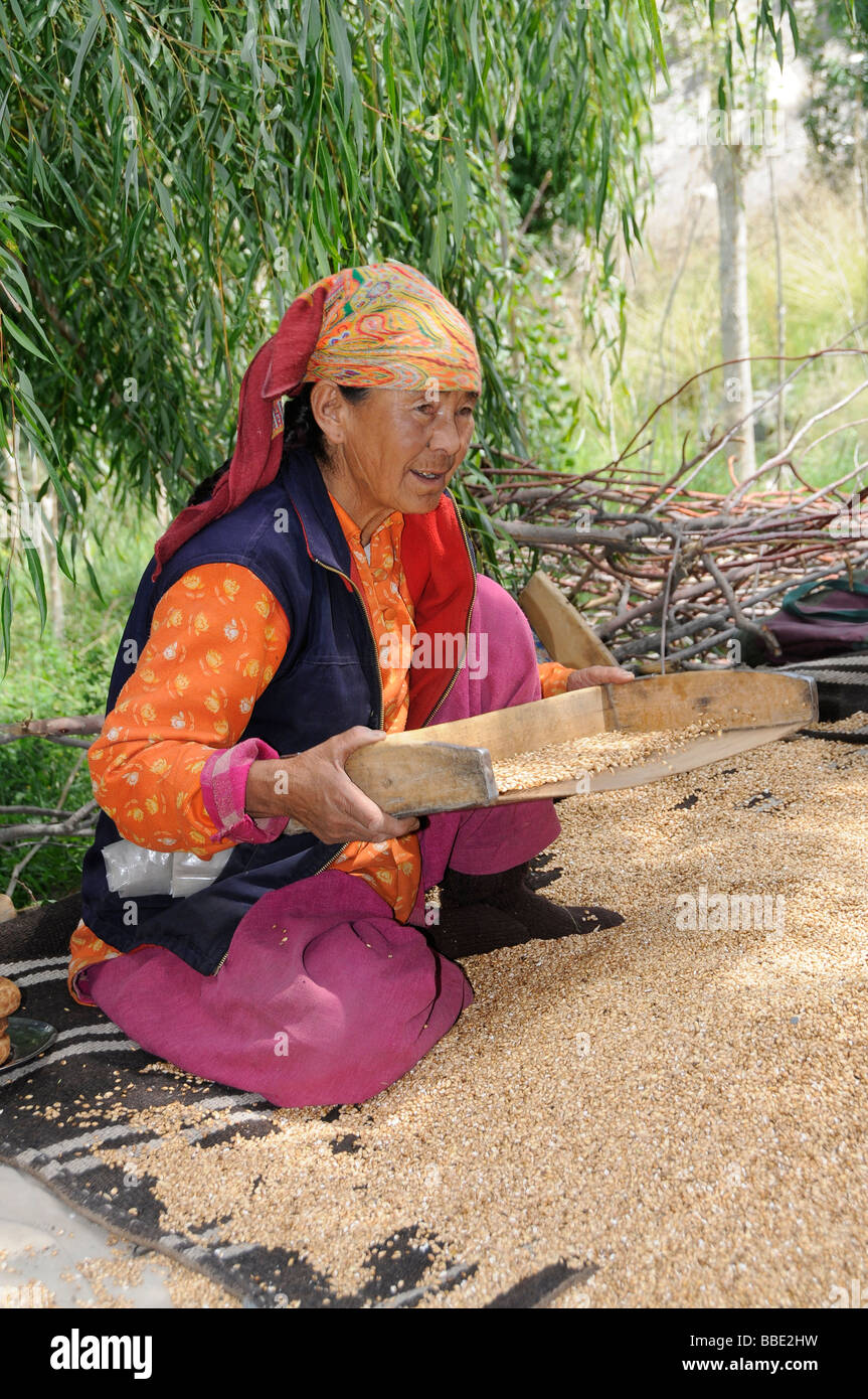 Barley is separated from chaff and dirt, oasis village Diskit, Nubra ...