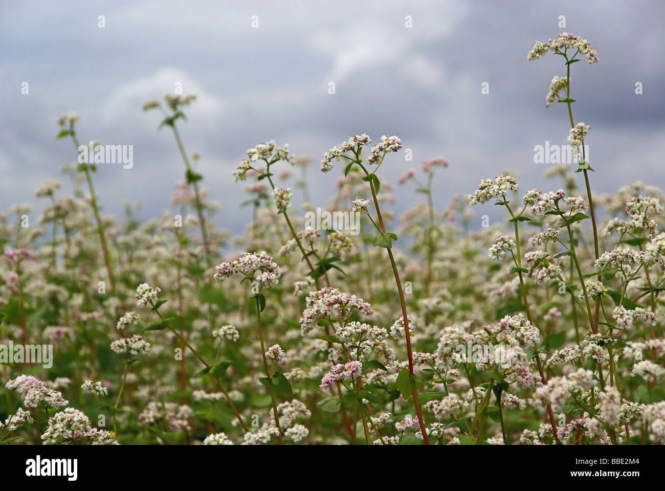 Buchweizen pflanze hi-res stock photography and images - Alamy