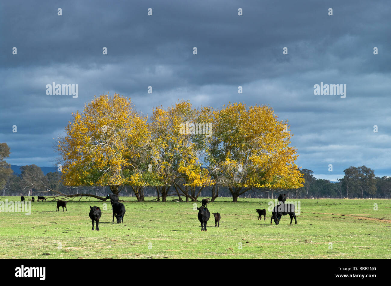 Australia farm cow hi-res stock photography and images - Alamy