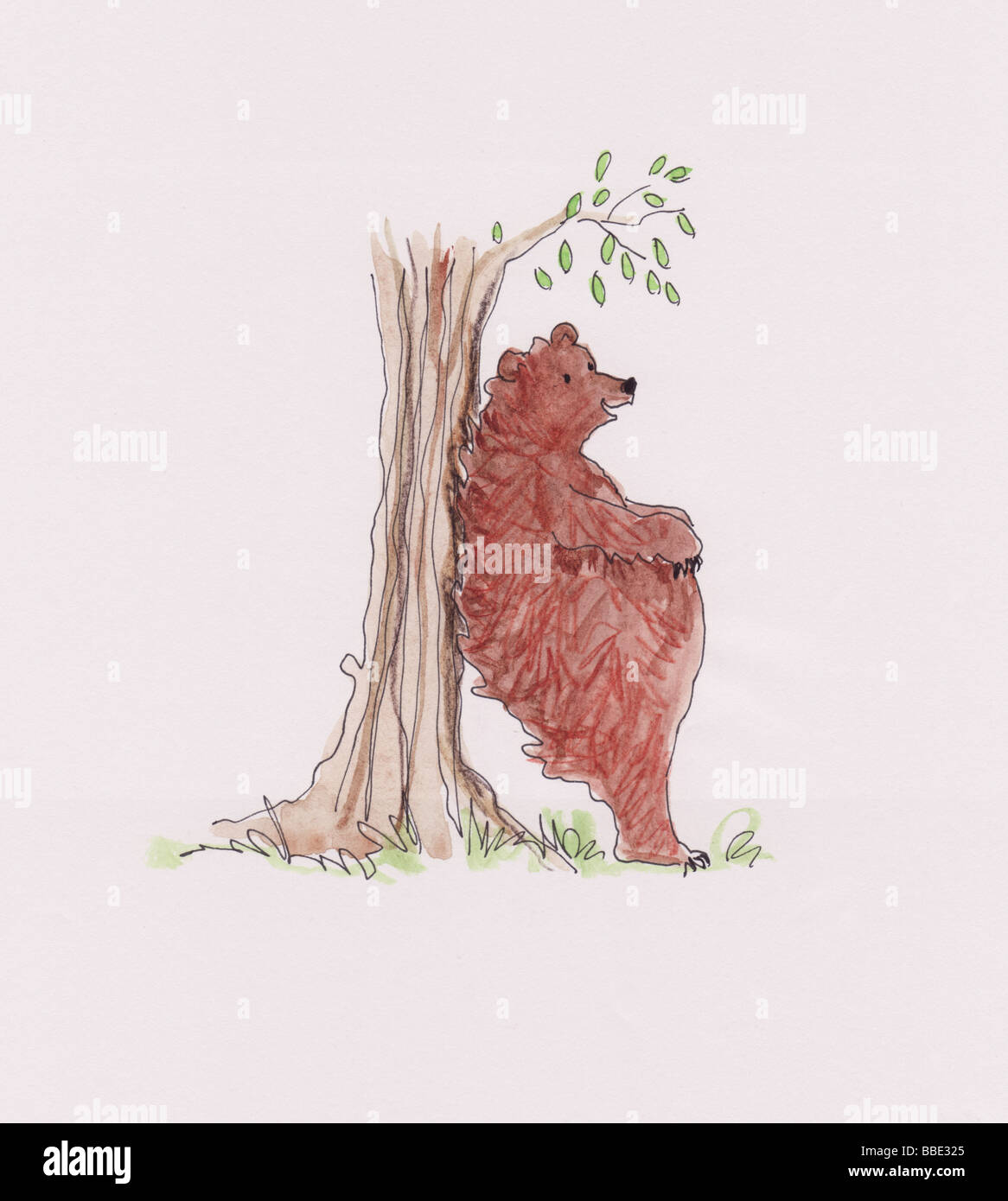 Watercolour and crayon illustration of a large brown bear scratching ...