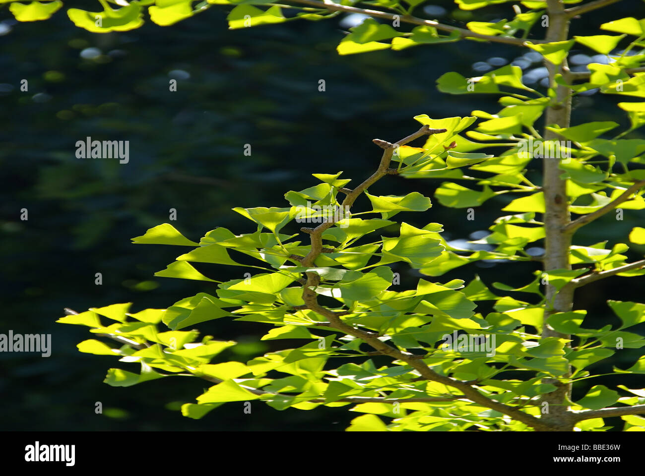 Gingko tree hi-res stock photography and images - Alamy