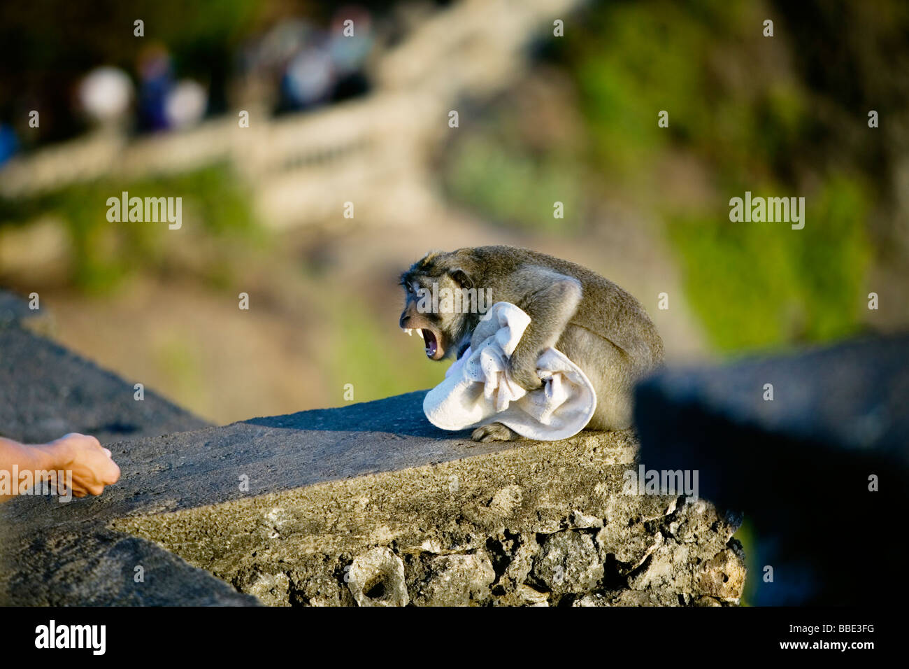 Monkey in ancient world hi-res stock photography and images - Alamy