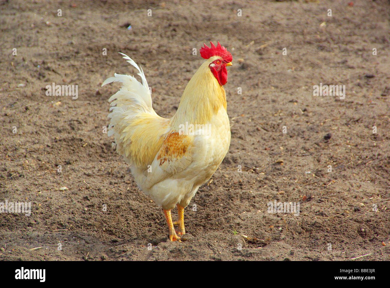 Huhn chicken 17 Stock Photo - Alamy