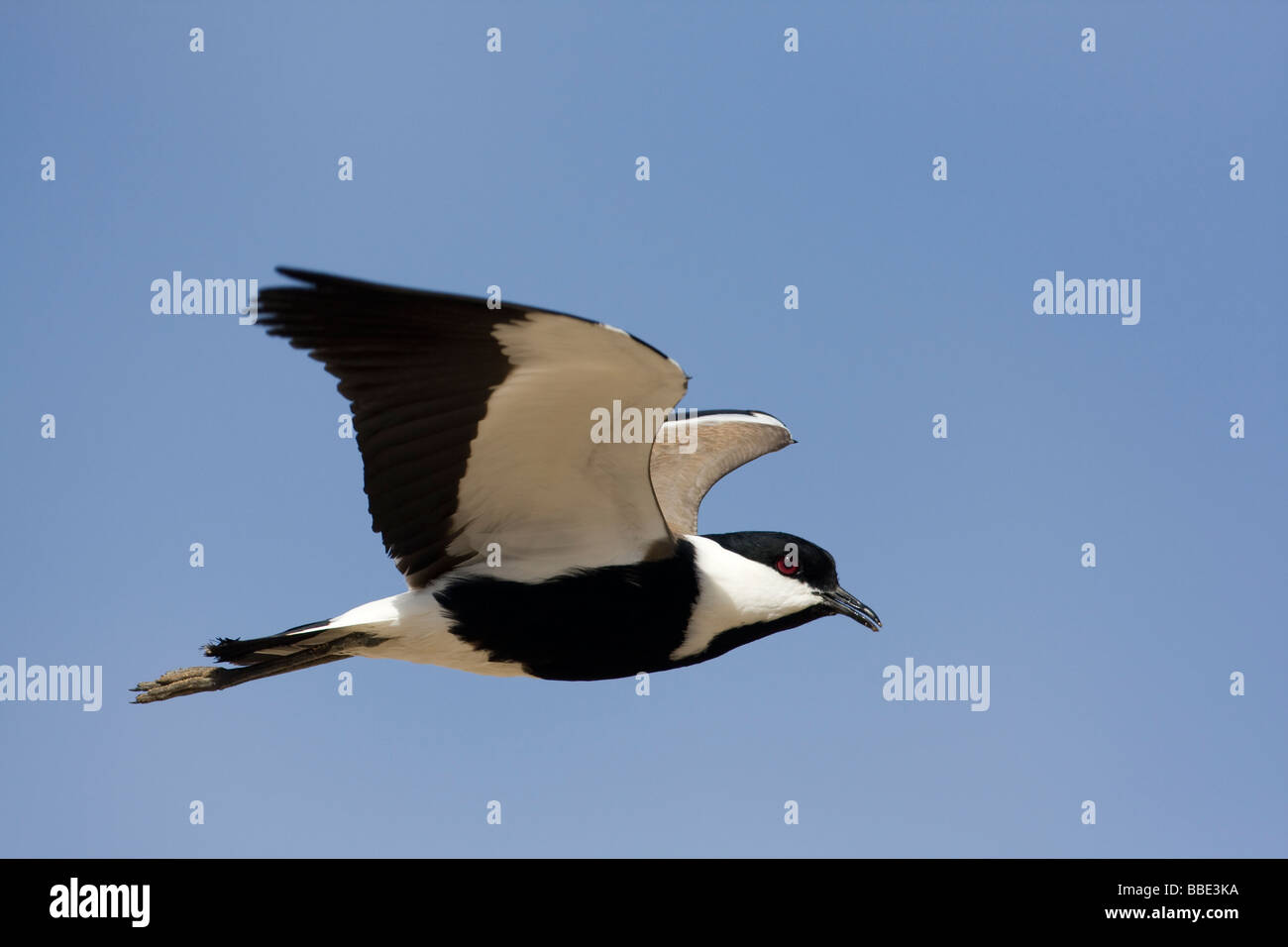 Single Spur winged Plover Vanellus spinosus flying against blue sky ...