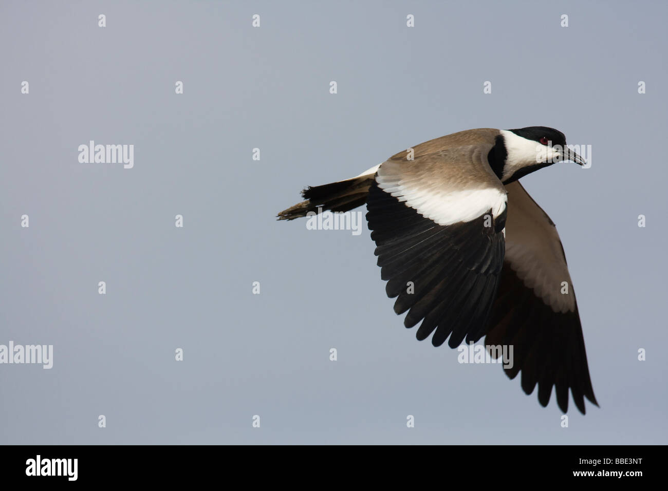 Single Spur winged Plover Vanellus spinosus flying against blue sky ...