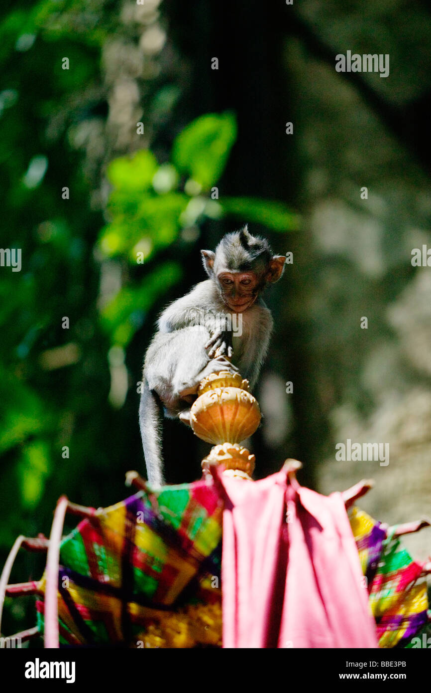 Monkey in ancient world hi-res stock photography and images - Alamy