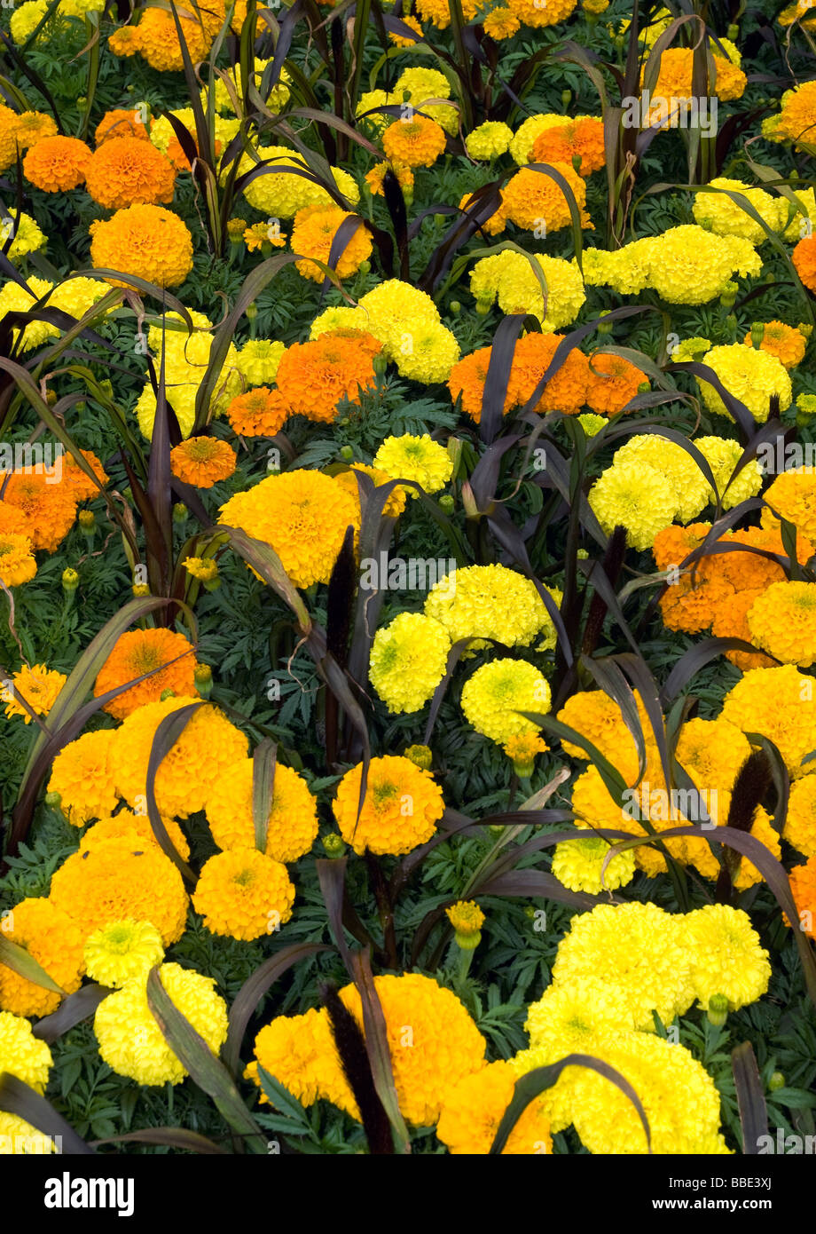 African marigolds hi-res stock photography and images - Alamy