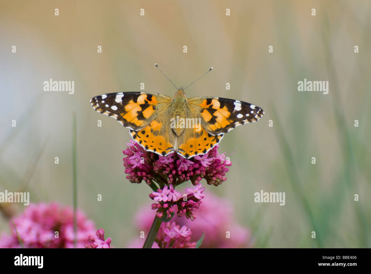 Vanesa vanessa cardui hi-res stock photography and images - Alamy