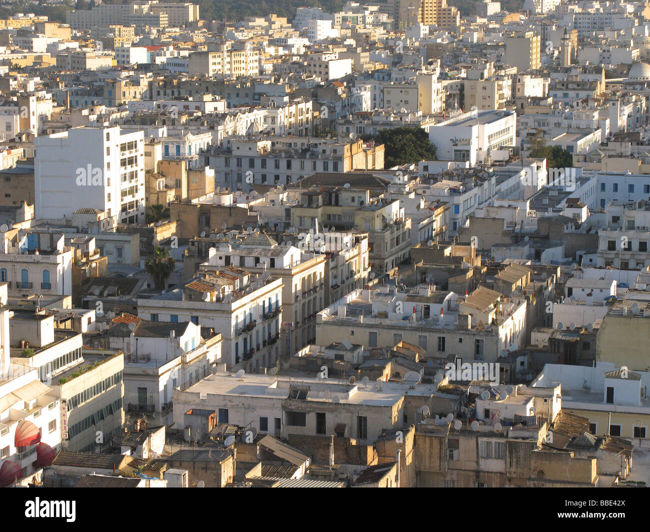 Birds of tunisia hi-res stock photography and images - Alamy