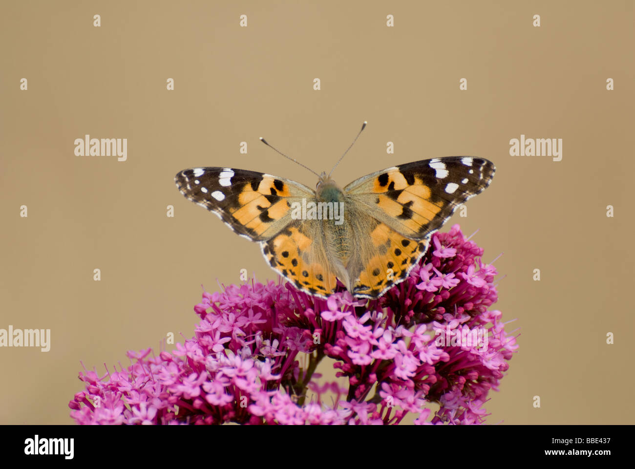Vanesa vanessa cardui hi-res stock photography and images - Alamy