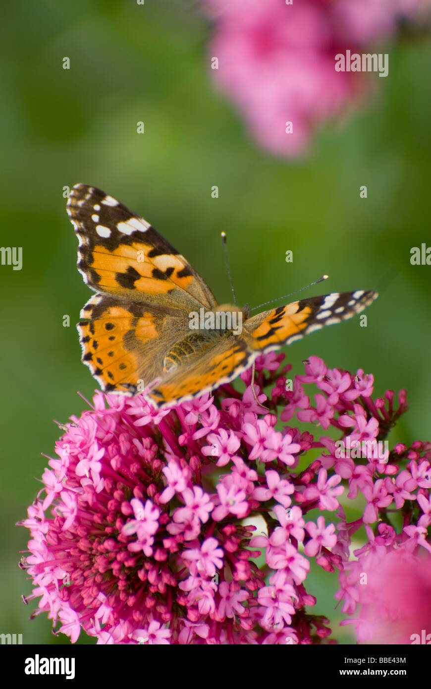 Vanesa butterfly hi-res stock photography and images - Alamy