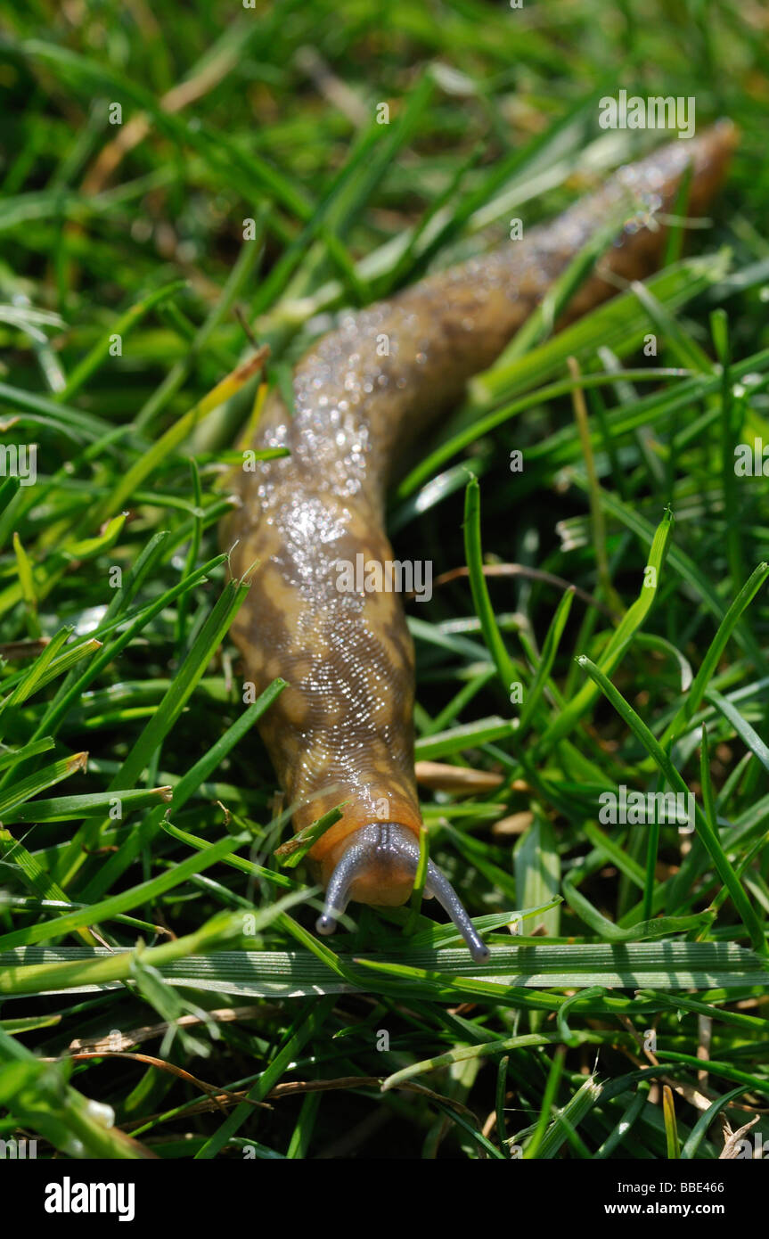 Slug antennae hi-res stock photography and images - Alamy