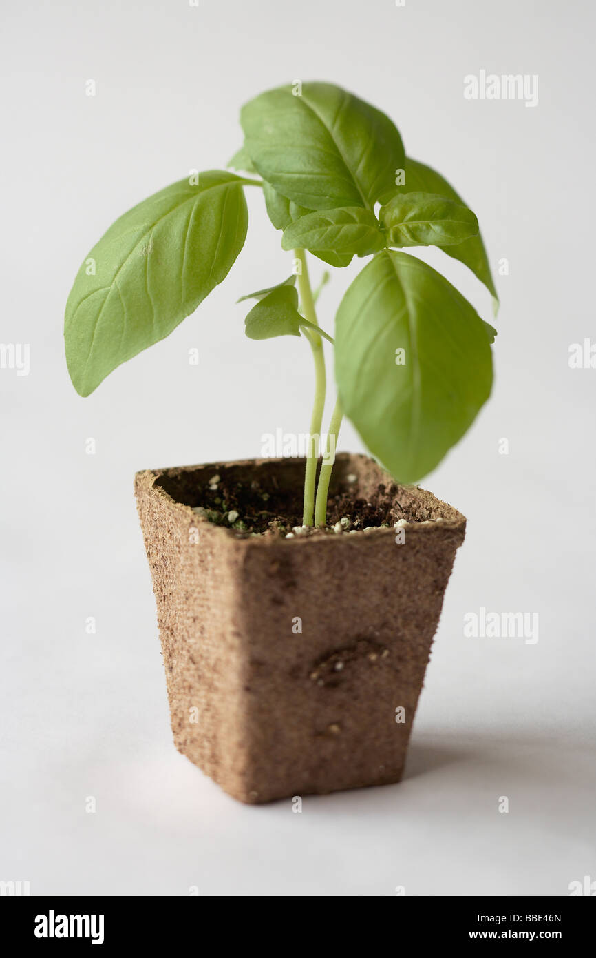 Basil seedlings hi-res stock photography and images - Alamy