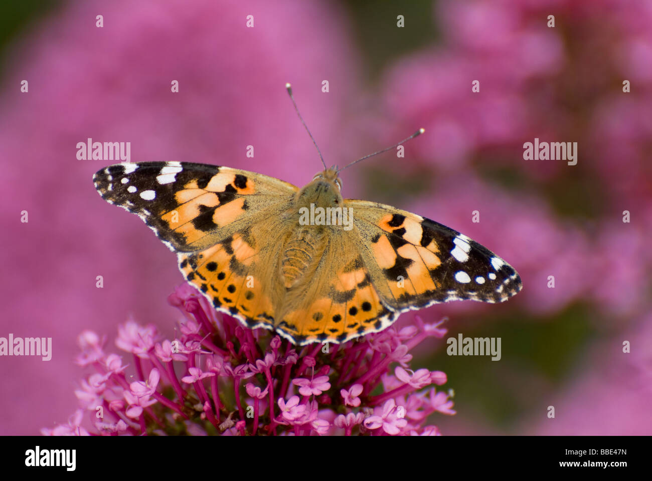 Vanessa cardui migration hi-res stock photography and images - Alamy