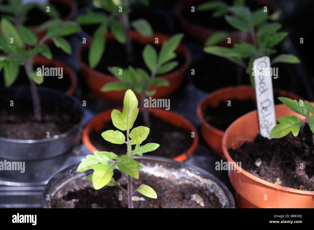 Cherry Tomato Seedlings Gardener's Delight Stock Photo - Alamy