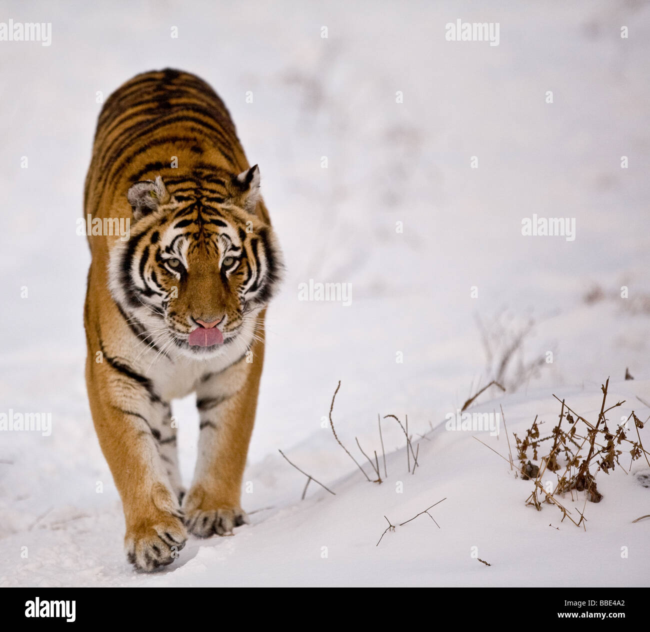 White tiger snow hi-res stock photography and images - Alamy