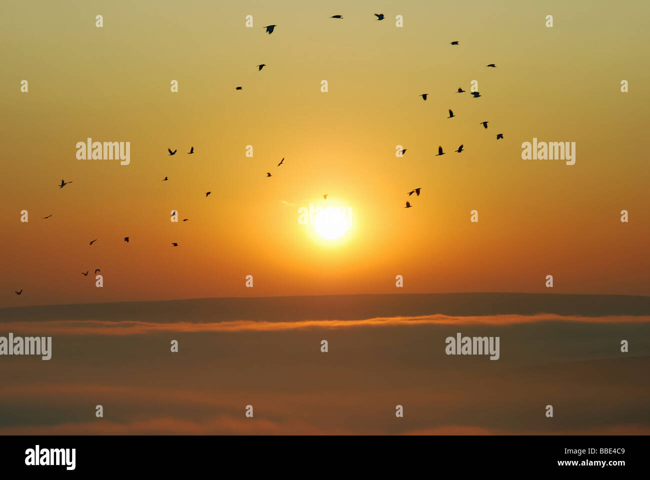 Flock of birds flying across a red sunset above a sea of mountain mist ...