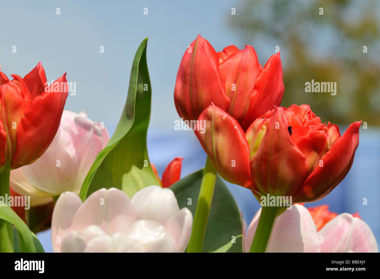 Garden bulb annual perennial showy hi-res stock photography and images ...