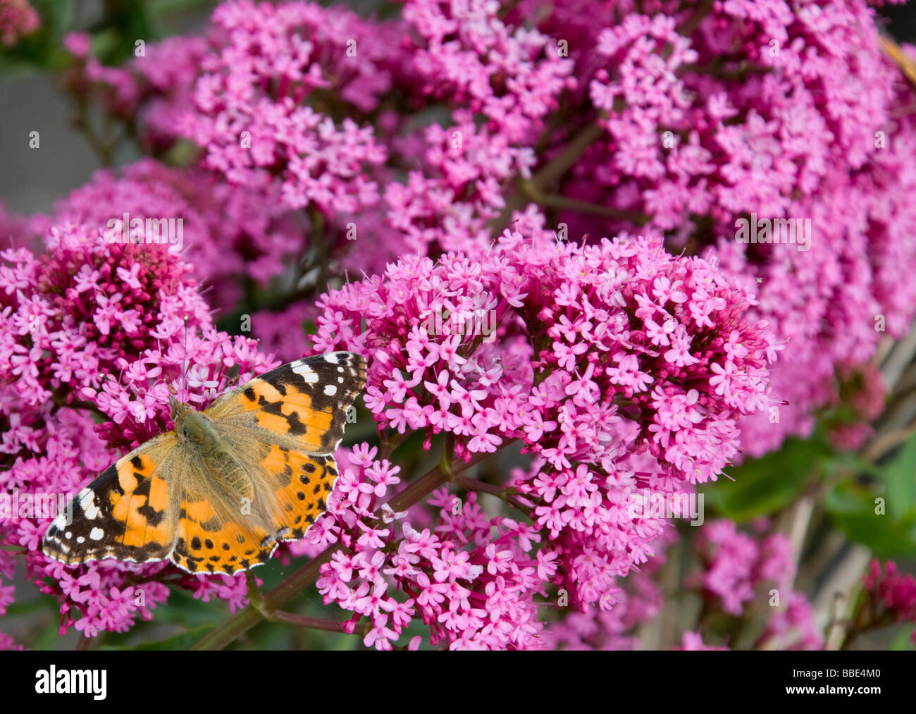 Lepidoptera Migration High Resolution Stock Photography and Images - Alamy