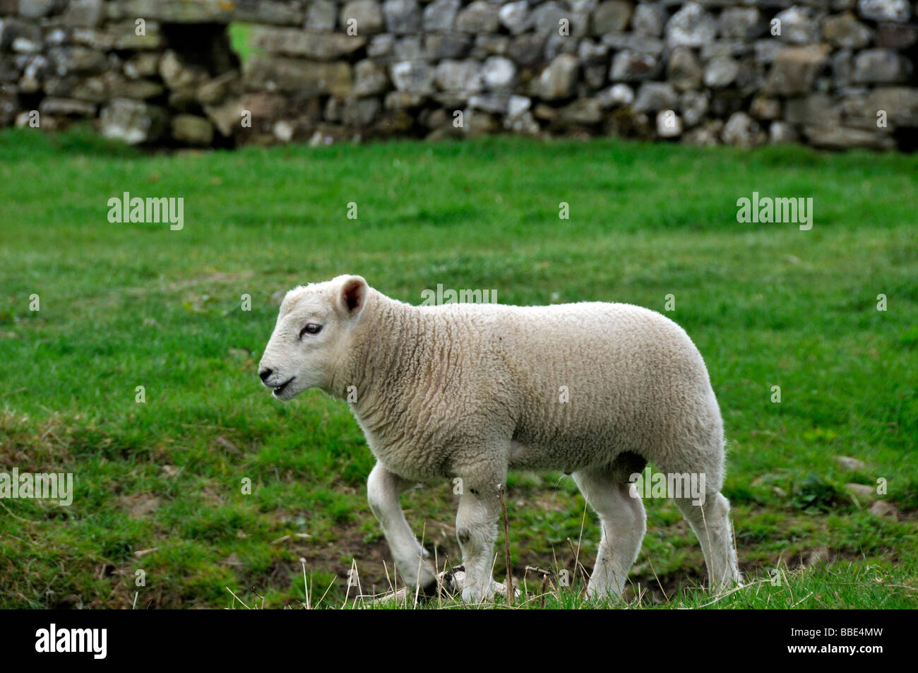 Baby lamb field hi-res stock photography and images - Alamy