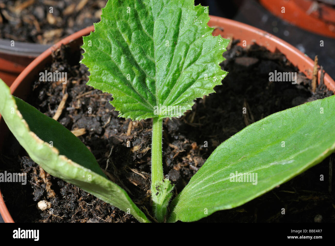 Italian Zucchine Seedling Courgette Stock Photo - Alamy