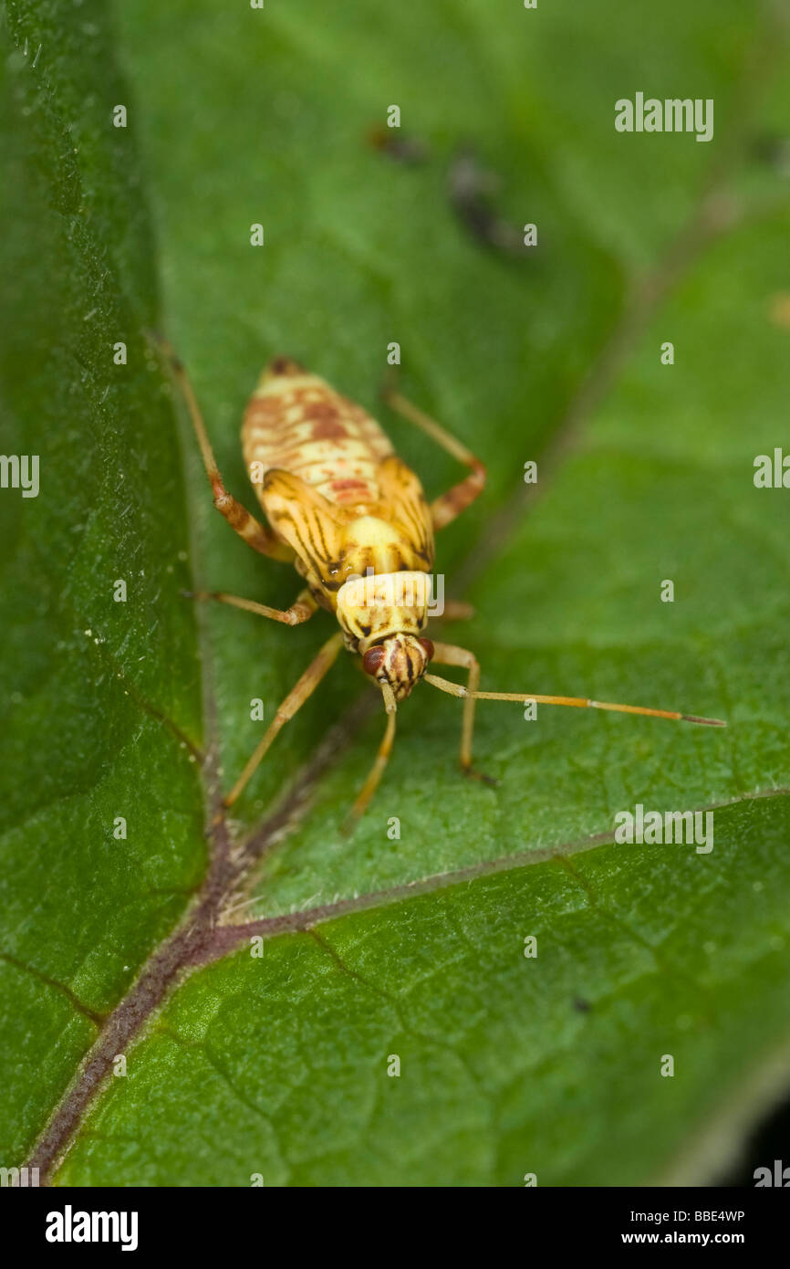 Hemiptera larva hi-res stock photography and images - Alamy