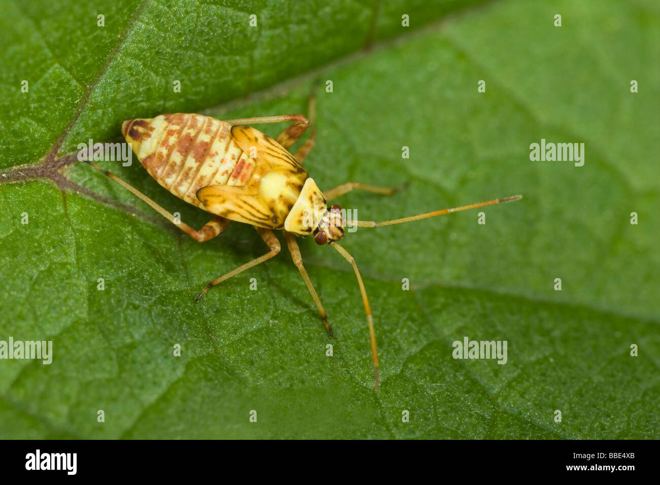 Rhabdomiris striatellus (Hemiptera: Miridae) nymph crawling on a dock leaf Stock Photo - Alamy