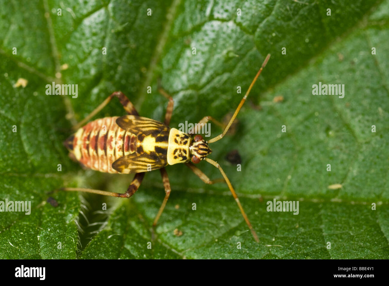Rhabdomiris striatellus (Hemiptera: Miridae) nymph crawling on a dock ...