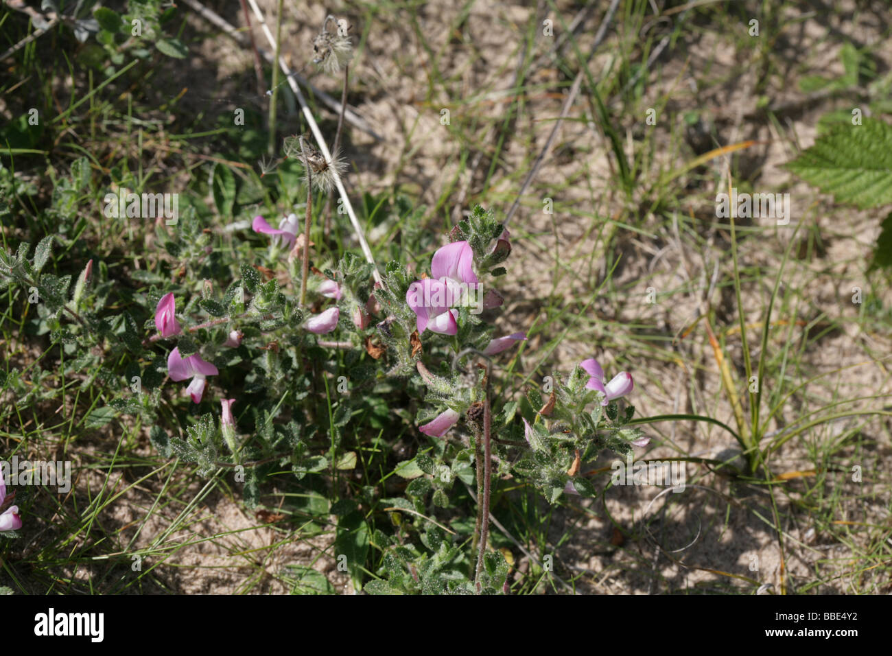 Common Restharrow near the beach at Formby Merseyside Lancashire Stock ...