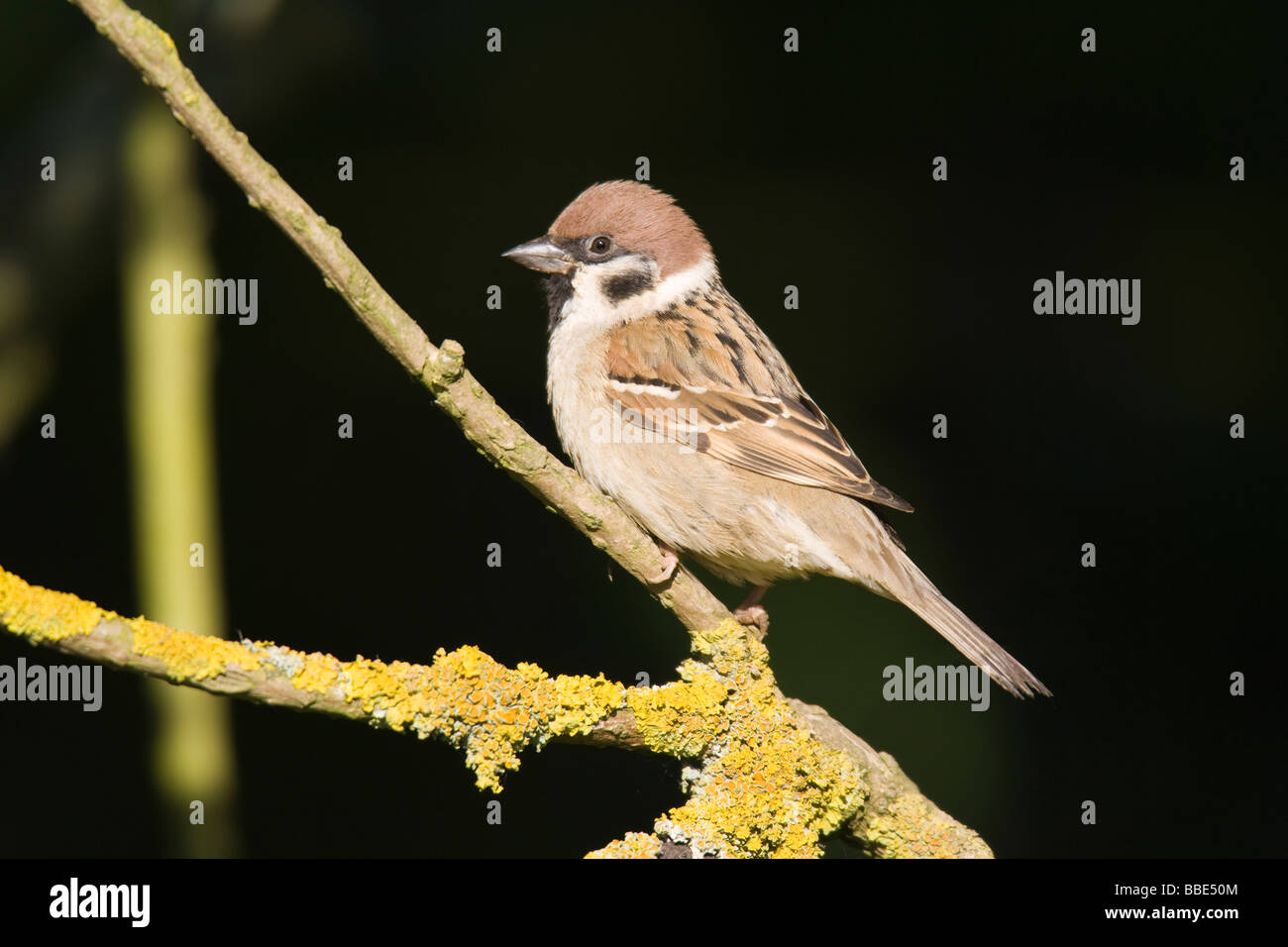 Tree sparrow passer montanus hi-res stock photography and images - Alamy