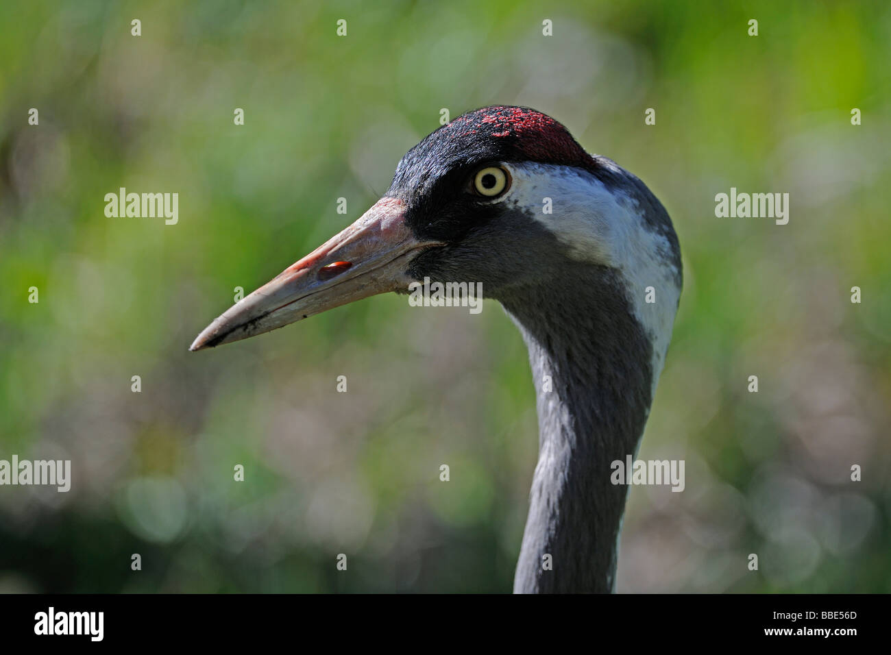 Common Crane (Grus grus), portrait Stock Photo - Alamy