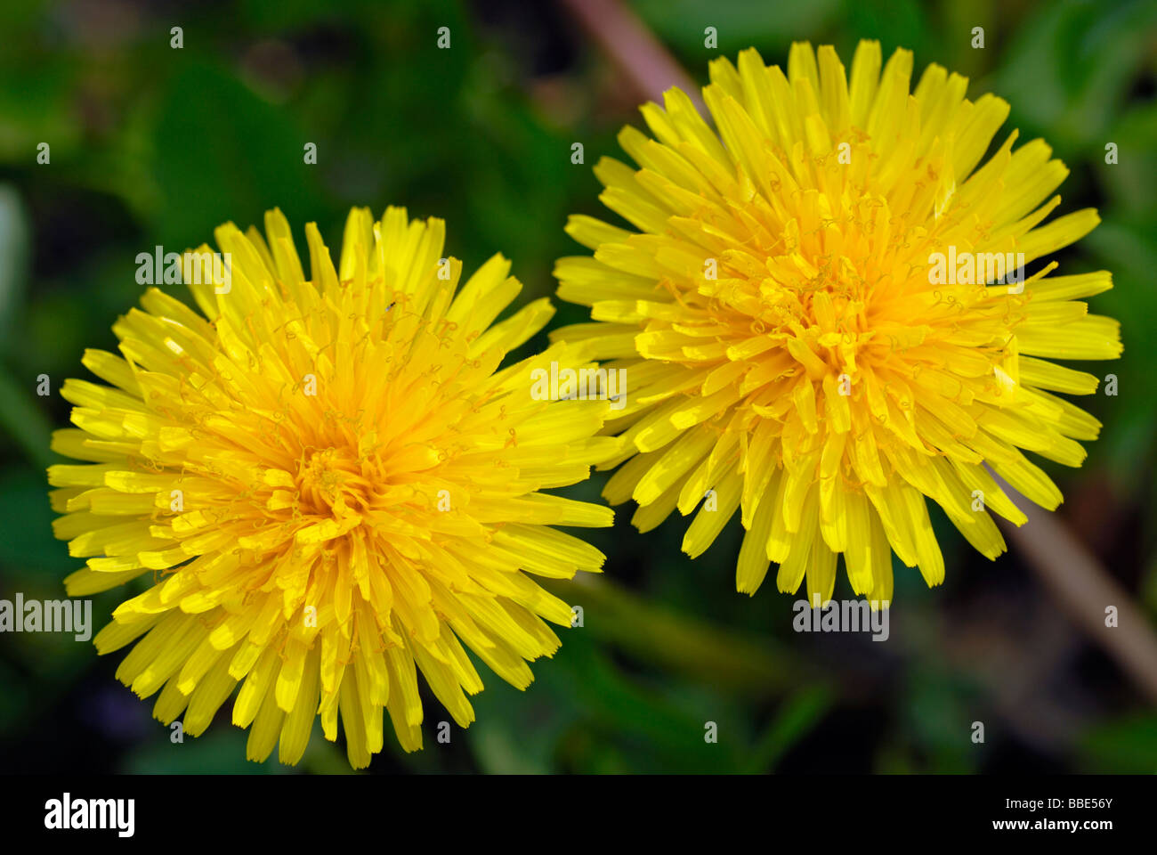 Dandelion bud hi-res stock photography and images - Alamy