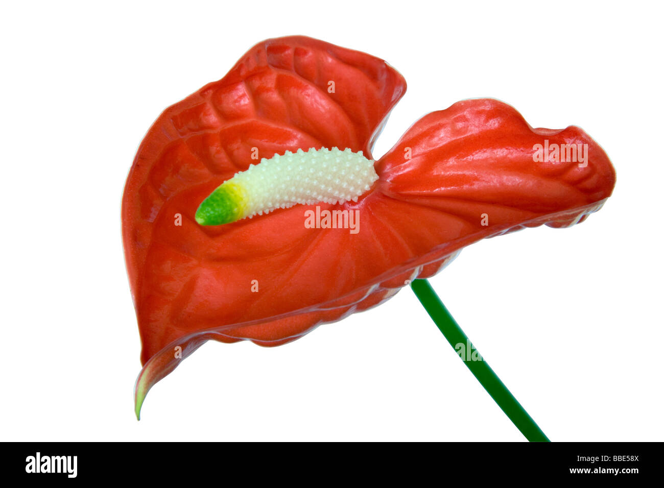 Anthurium tropical flowers Cut Out Stock Images & Pictures - Alamy