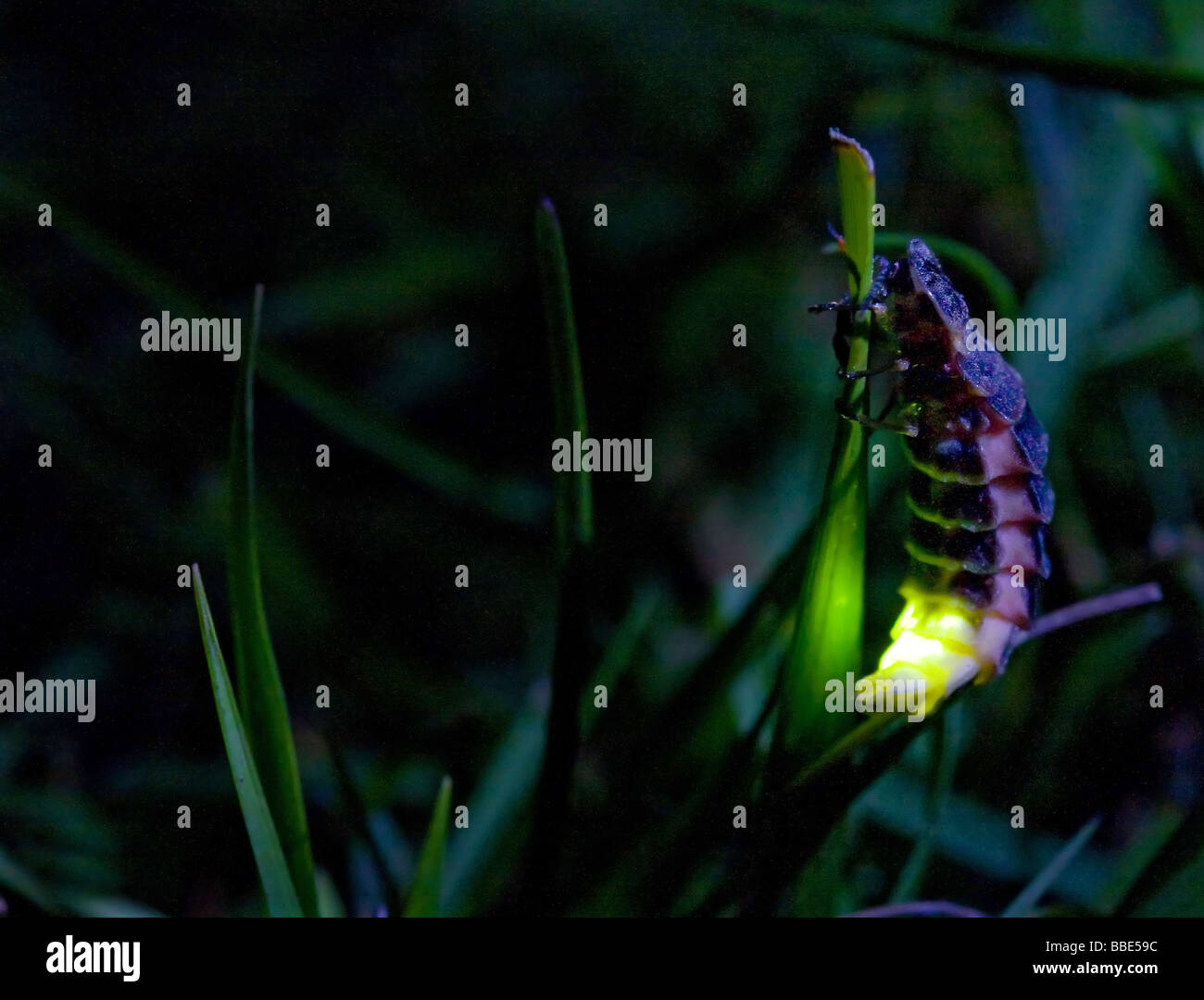 Glowworm hi-res stock photography and images - Alamy