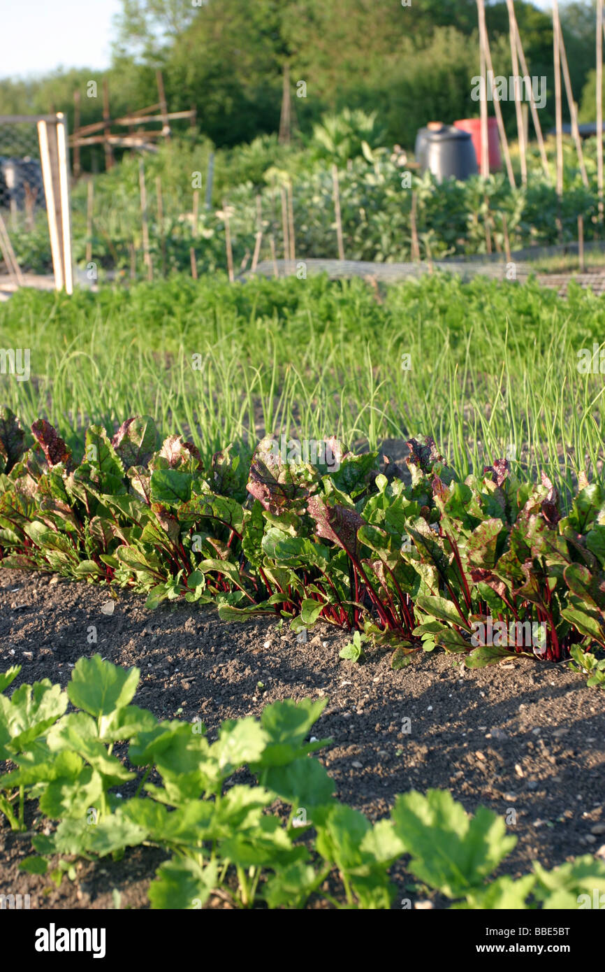 Vegetable plot city uk hi-res stock photography and images - Alamy