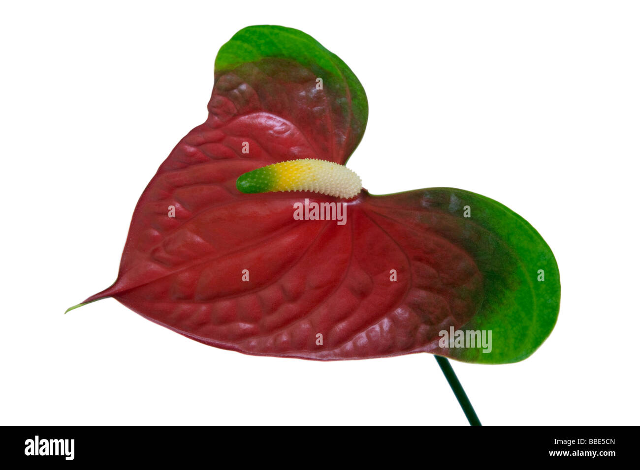 Colorful Anthurium flowers Stock Photo - Alamy