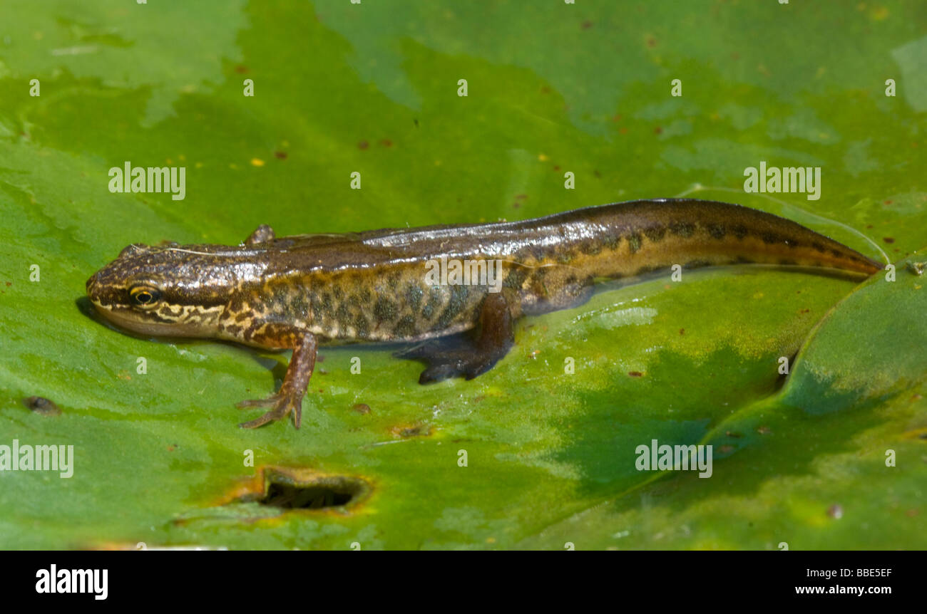Palmate Newt High Resolution Stock Photography and Images - Alamy